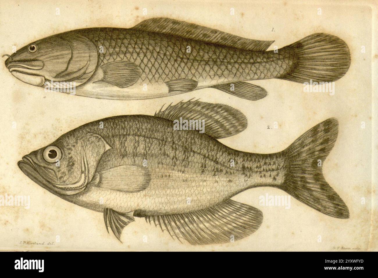 Boston Journal of Natural History Boston Society of Natural History ...