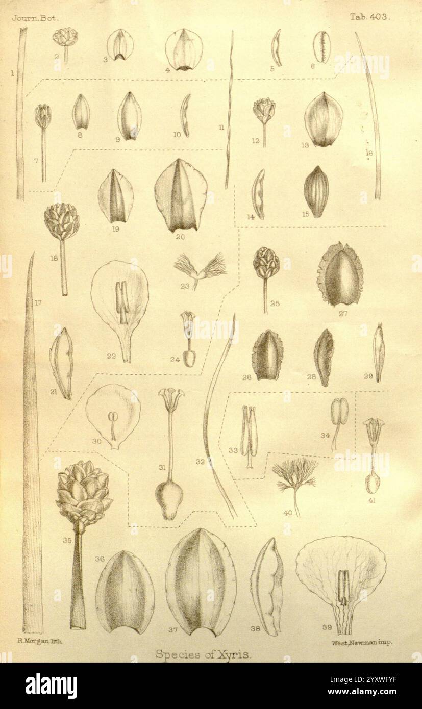 Labeled section highlights specific morphological features hi-res stock ...