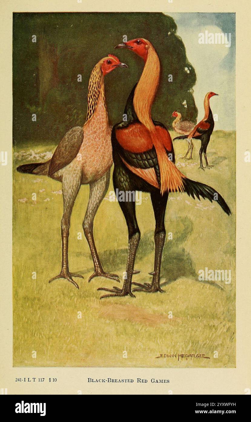 Two striking black breasted red game chickens hi-res stock photography ...