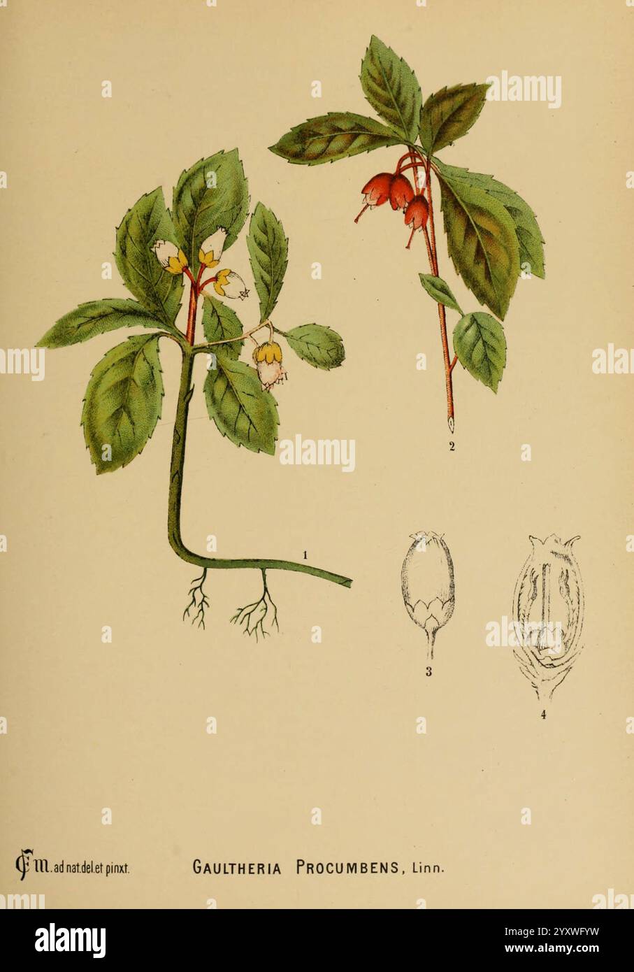 American, medicinal, plants, New York, Boericke & Tafel, c1887, botany ...