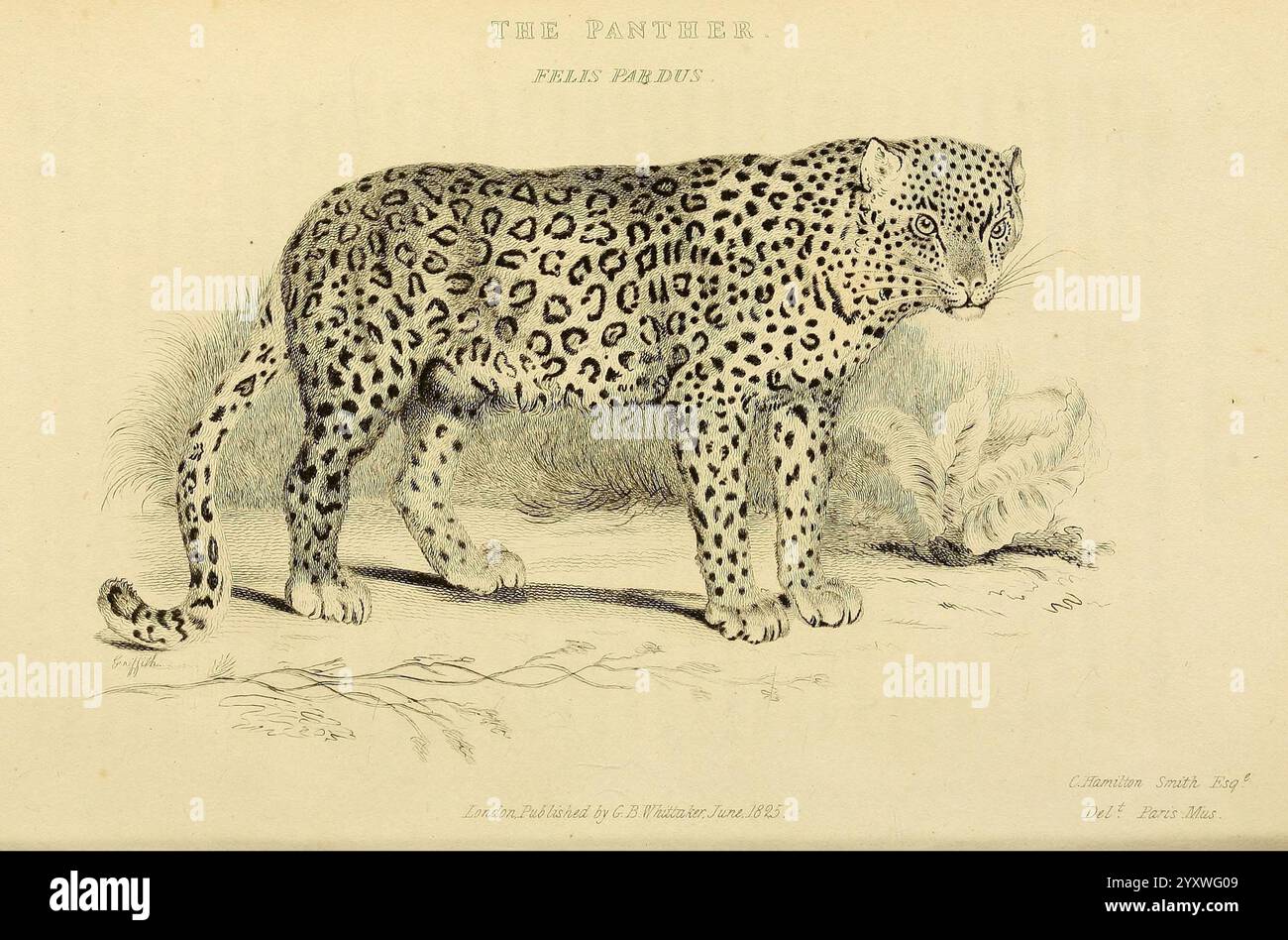 The class Mammalia, London, Printed for Geo. B. Whittaker, 1827 ...