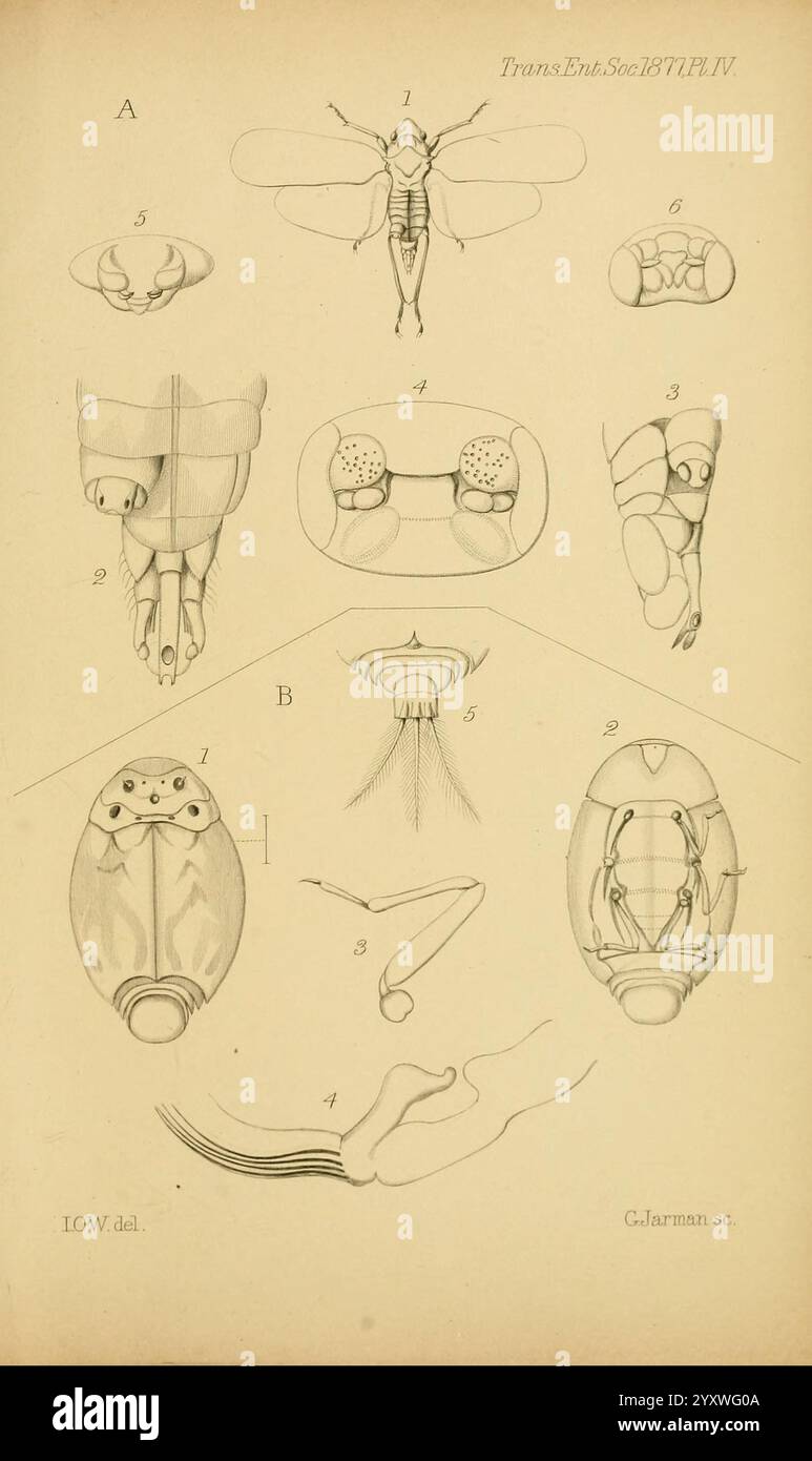 Segment morphology hi-res stock photography and images - Alamy