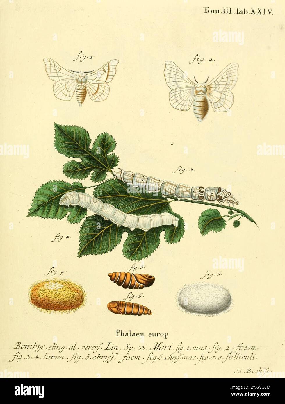 Two chrysalises hi-res stock photography and images - Alamy