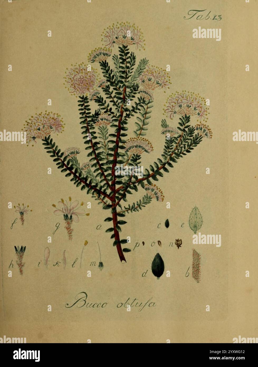 Collectio plantarum tam exoticarum, quam indigenarum, cum delineatione ...