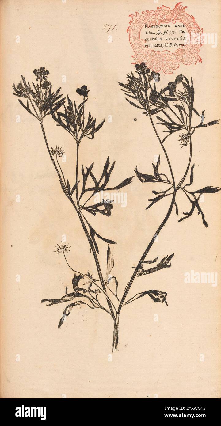 Flora Berolinensis, Berlin, Die Schule, 1757-1758, ranunculus arvensis ...