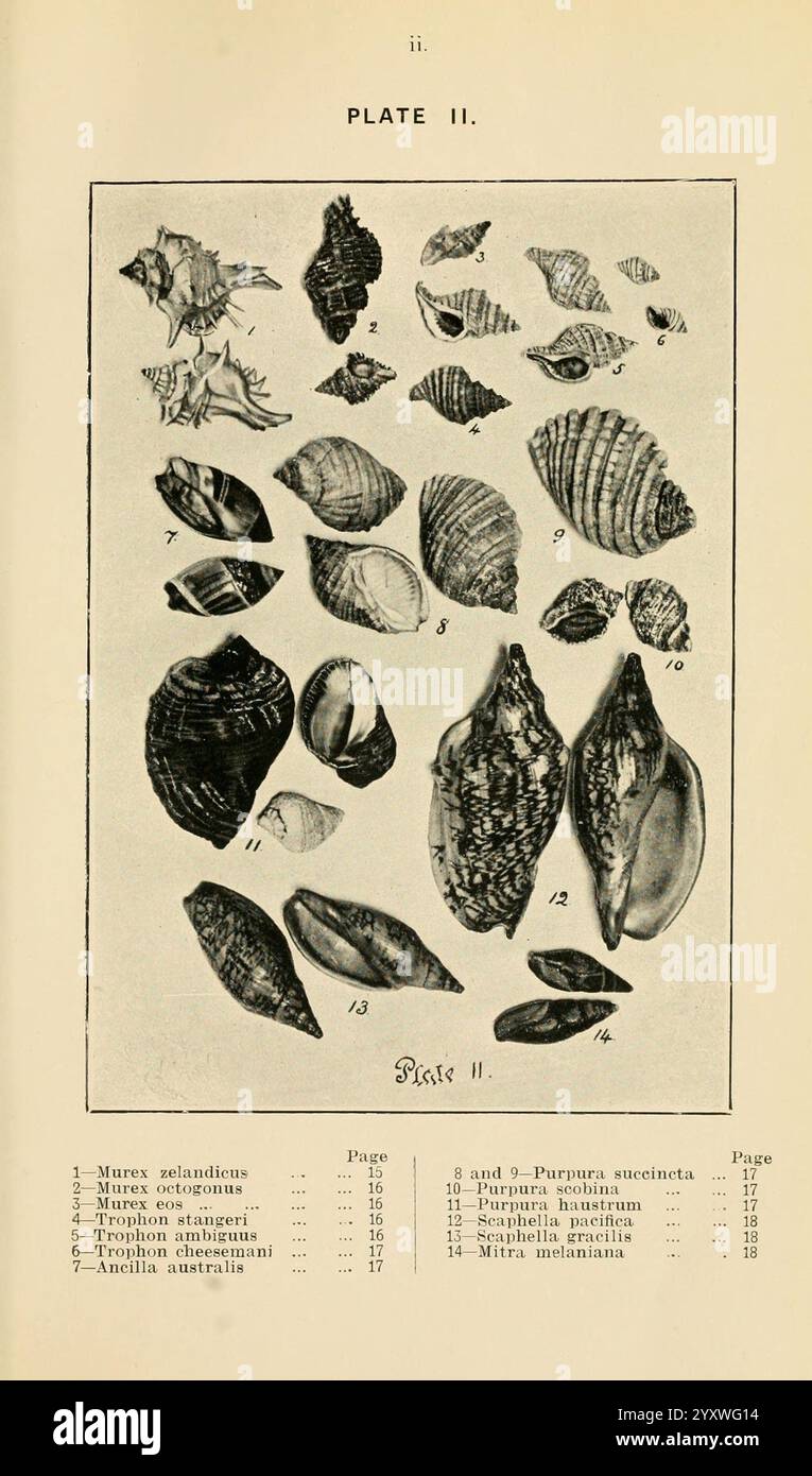 Beautiful shells of New Zealand, Auckland, Collins Bros, 1908 New ...