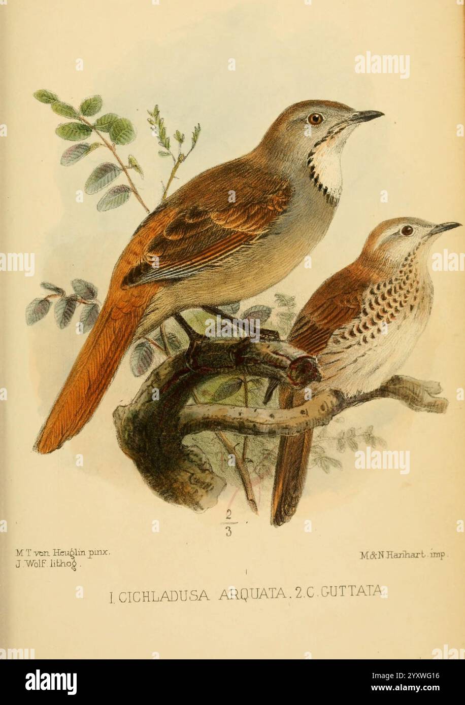 Two beautifully illustrated birds perch hi-res stock photography and ...