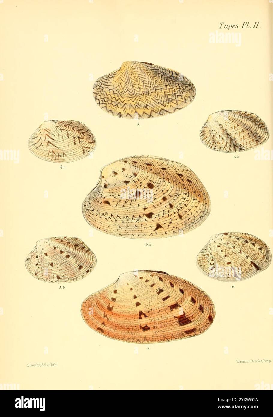 Showcasing unique color variations hi-res stock photography and images ...