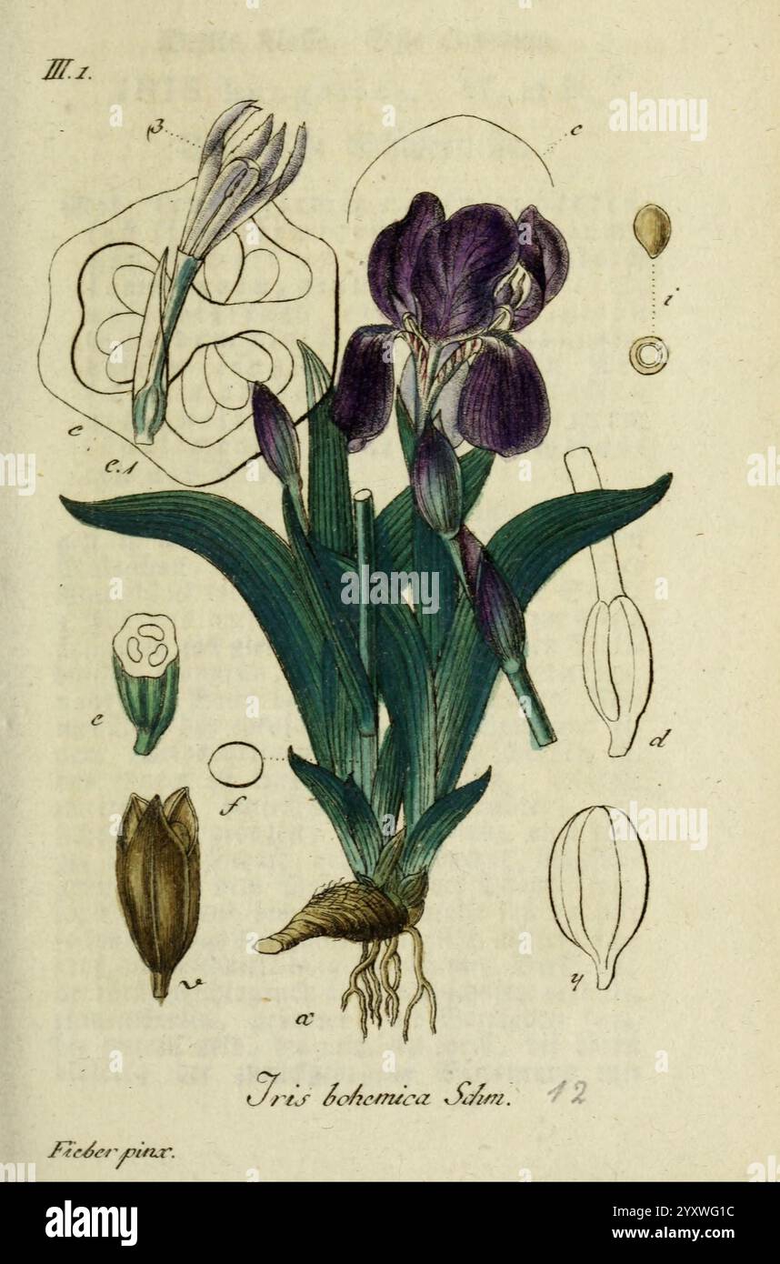 Iris root structure hi-res stock photography and images - Alamy