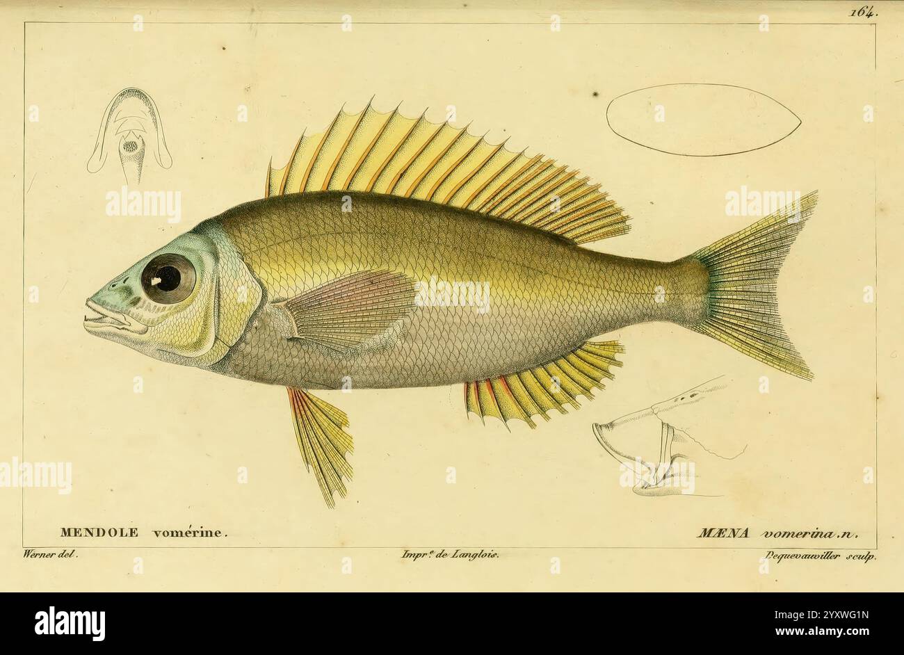 Scientifically accurate illustration hi-res stock photography and ...