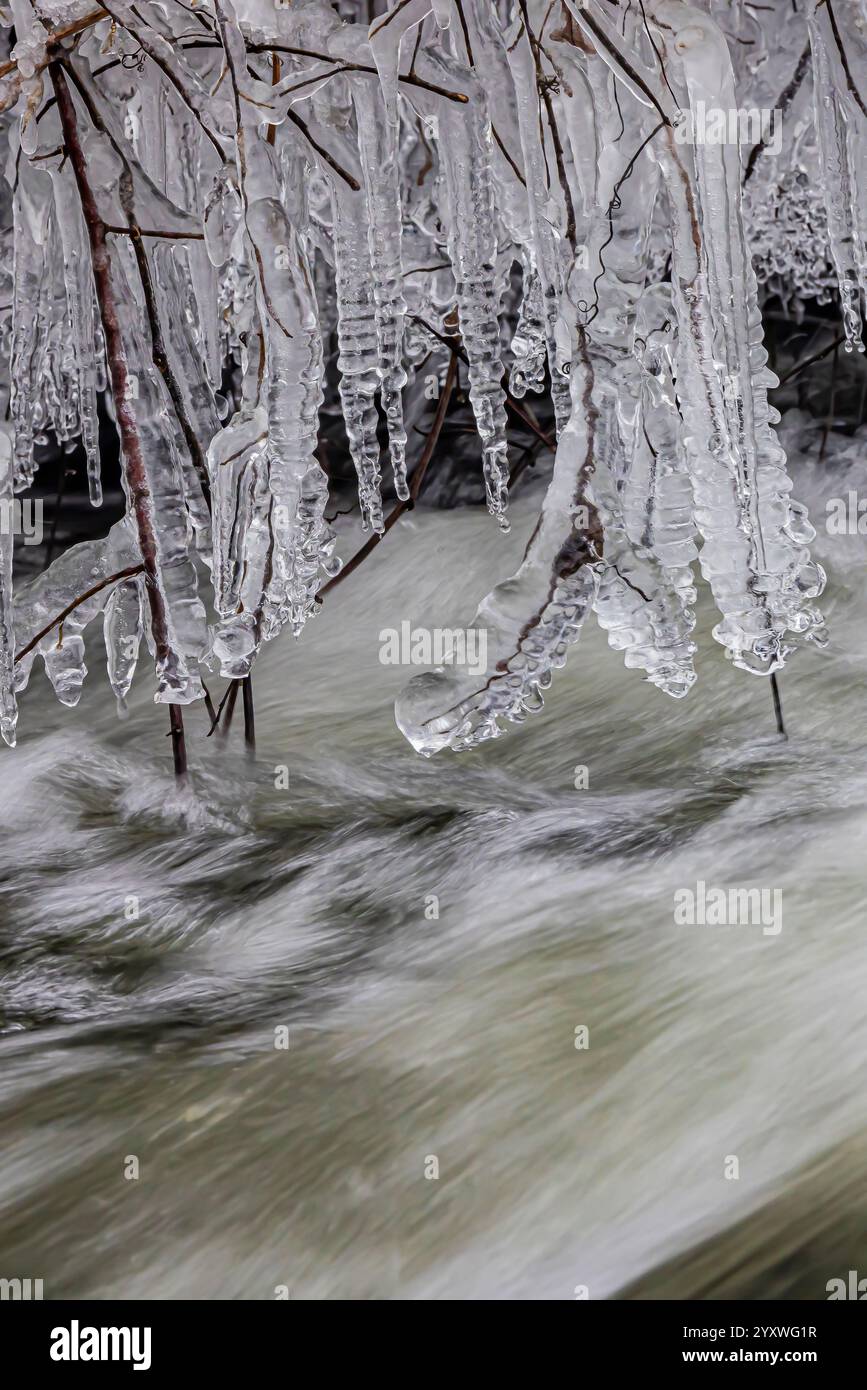Ice forming from cold water splashing onto branches and freezing along ...