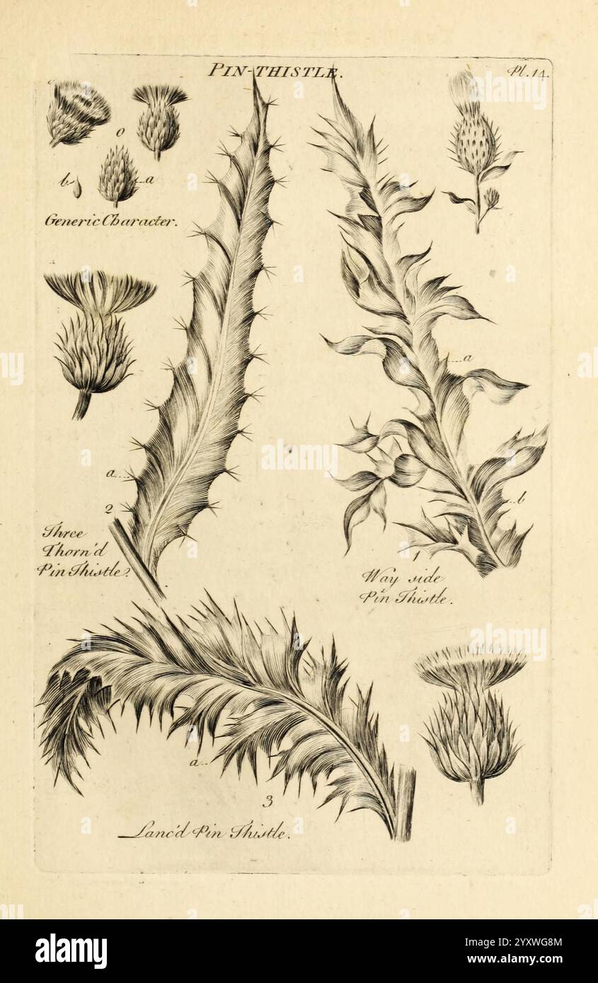 Distinctive spiny leaves hi-res stock photography and images - Alamy