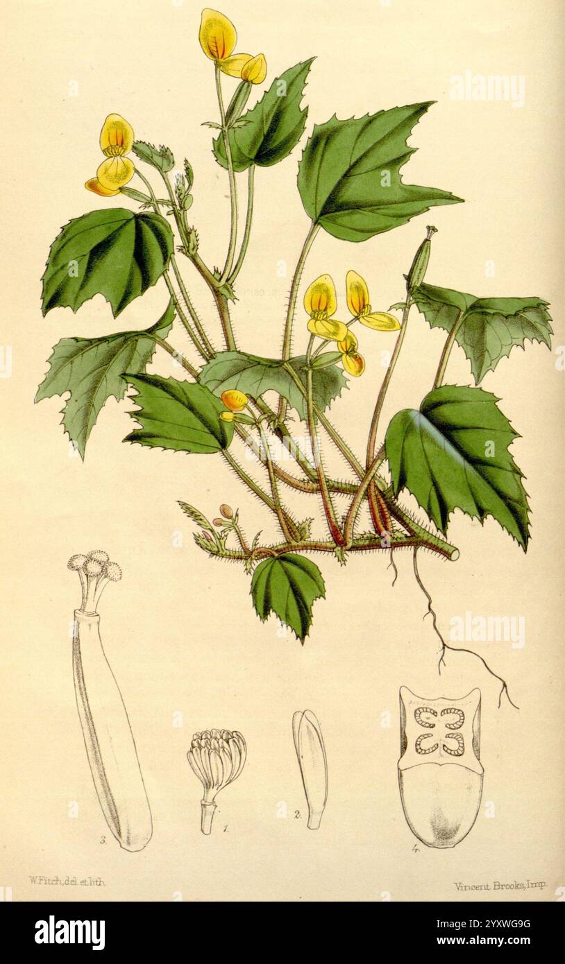 Curtis's Botanical Magazine, London, New York, botanical illustration ...