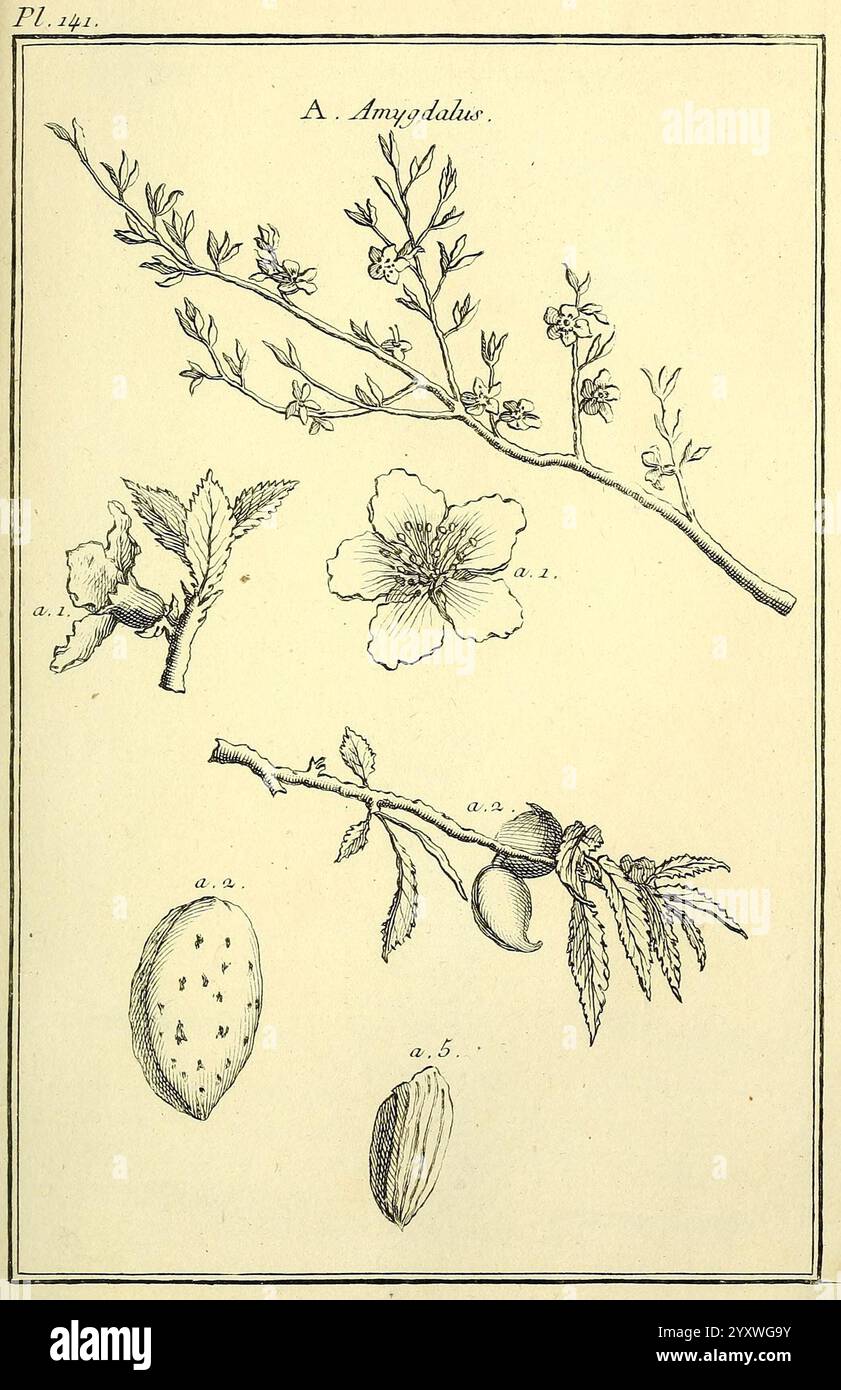 Amygdala plant hi-res stock photography and images - Alamy