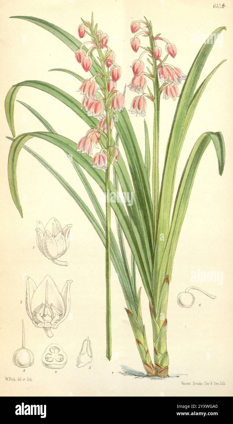 Curtis's botanical magazine London New York botanical illustration ...