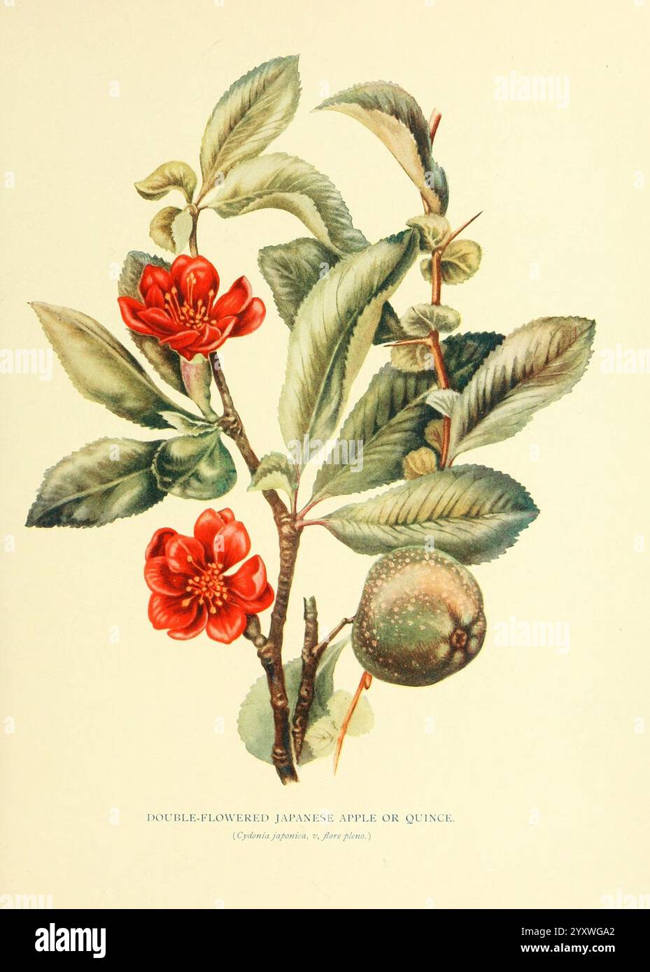 British isles london dent 1909 botany great britain shrubs trees hi-res ...