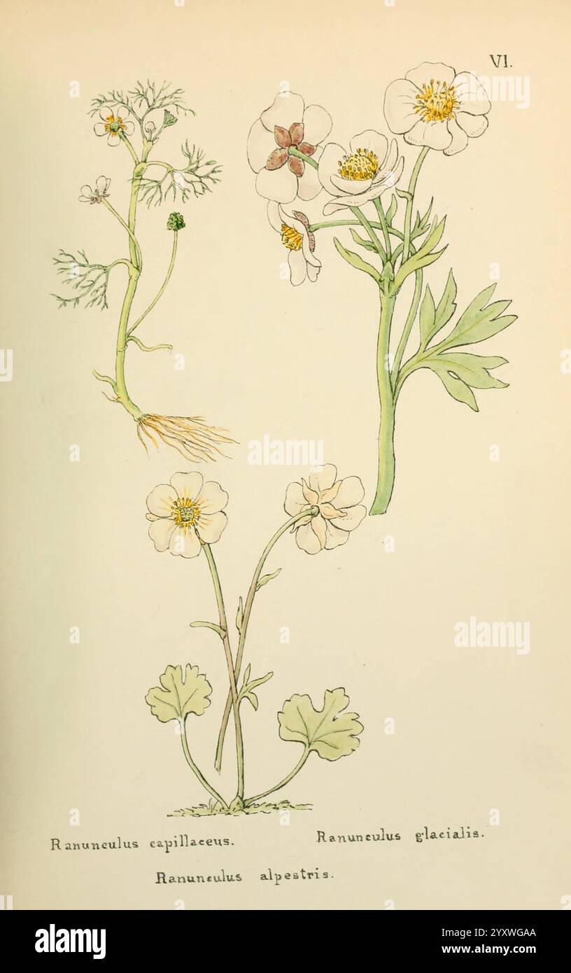 Displays ranunculus capillaceus hi-res stock photography and images - Alamy