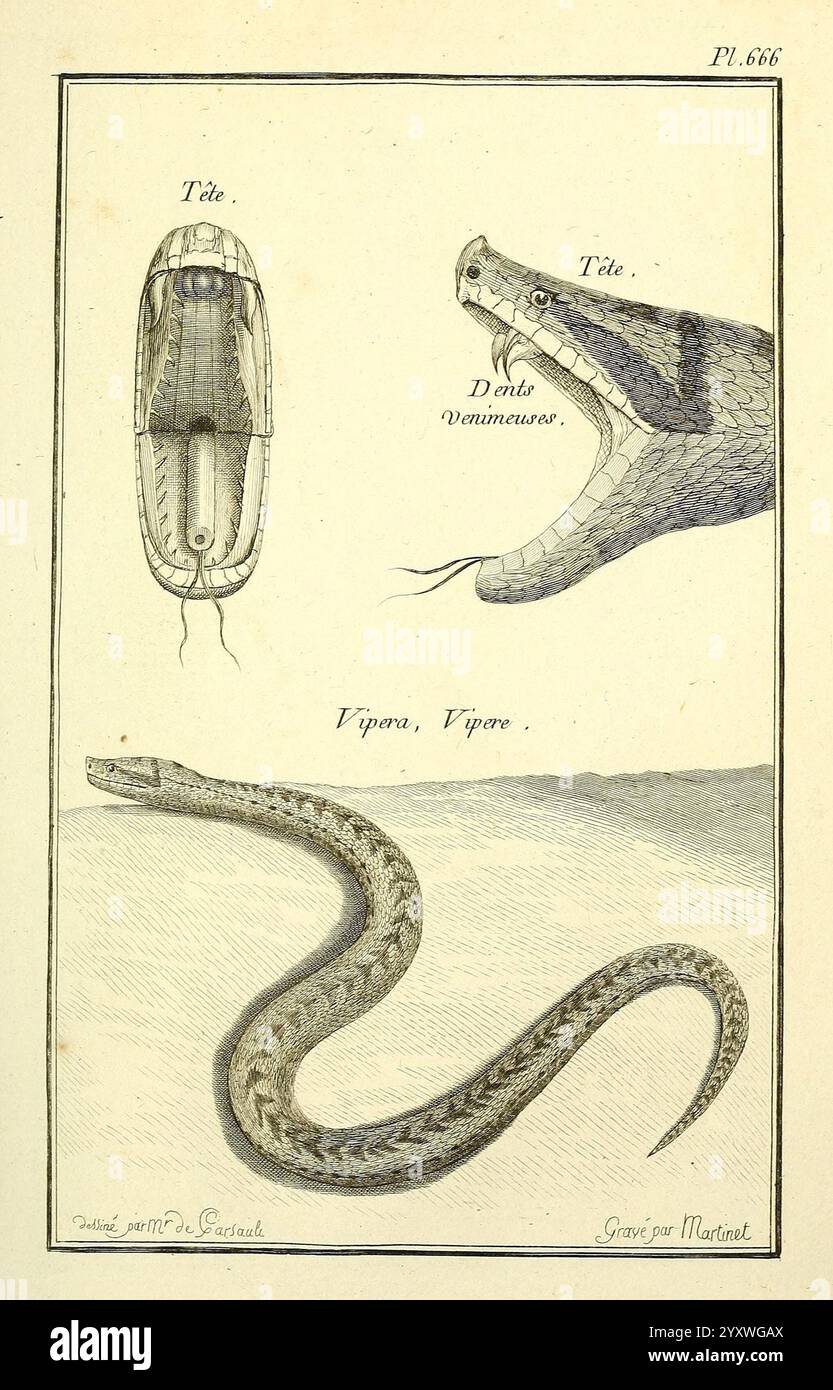 Snake Open Mouth Profile