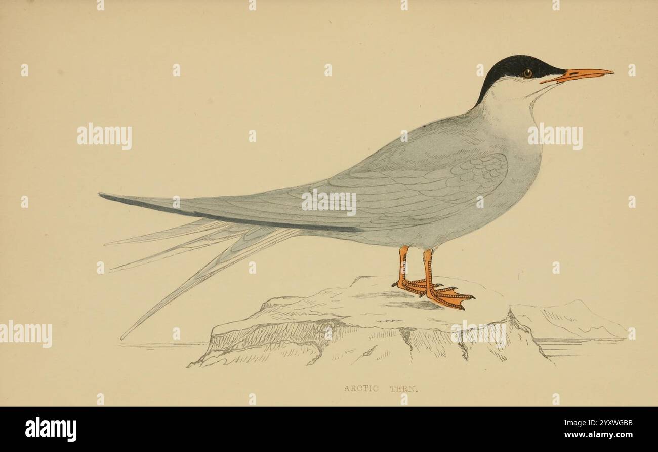 Predominantly light grey plumage hi-res stock photography and images ...