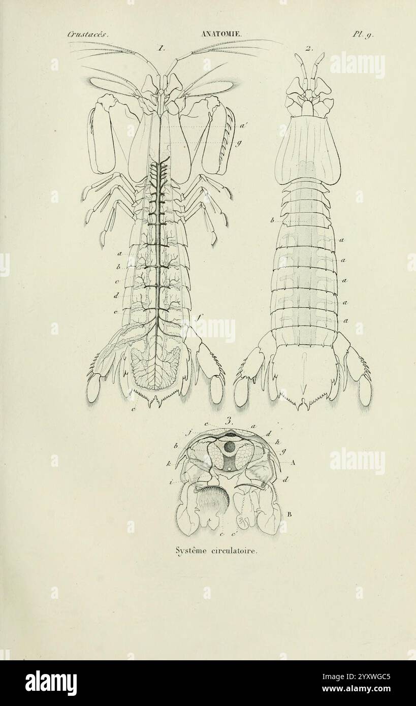 Labeling key anatomical features hi-res stock photography and images ...