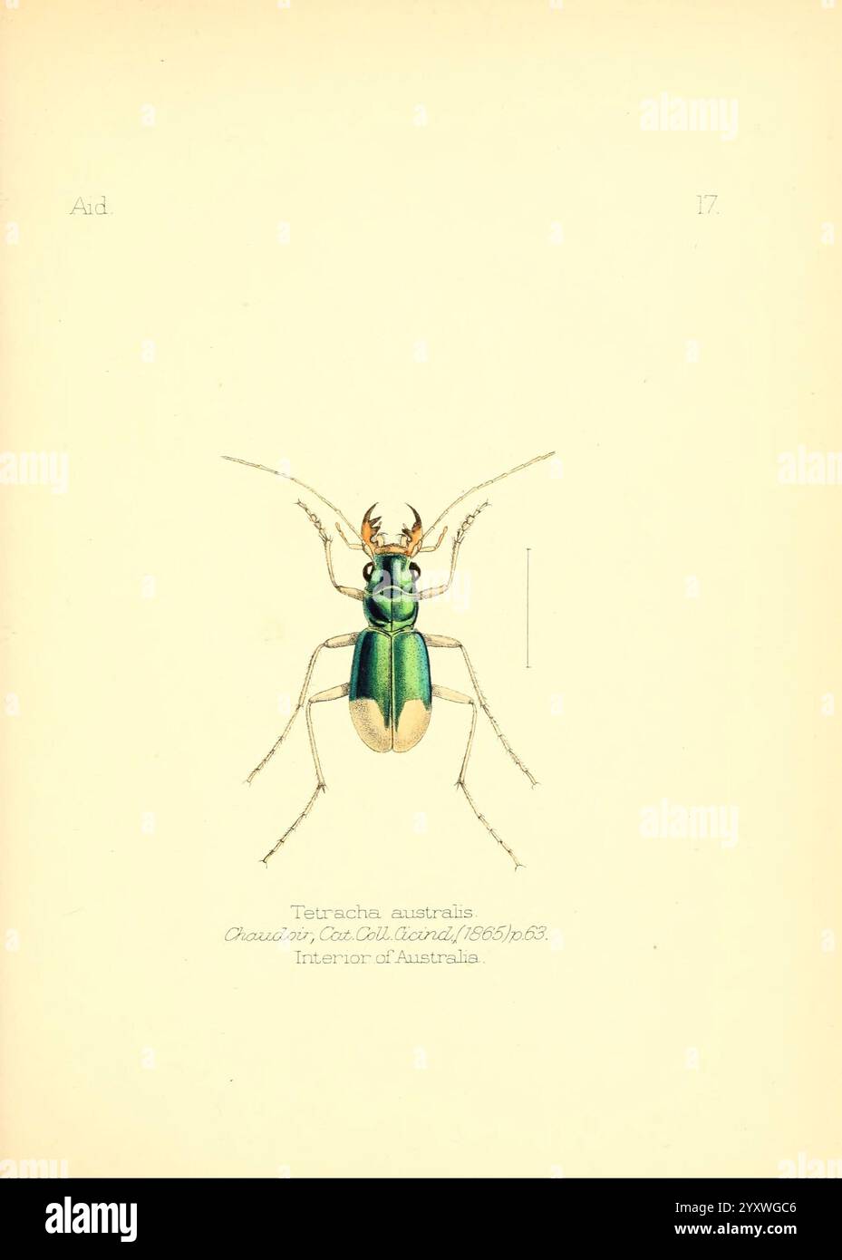 Beetles detailed anatomy hi-res stock photography and images - Alamy