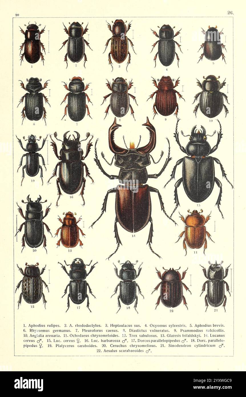 Zhuki Rossii i zapadnoĭ Evropy, S.-Peterburg, Devrien, 1905-1915 ...