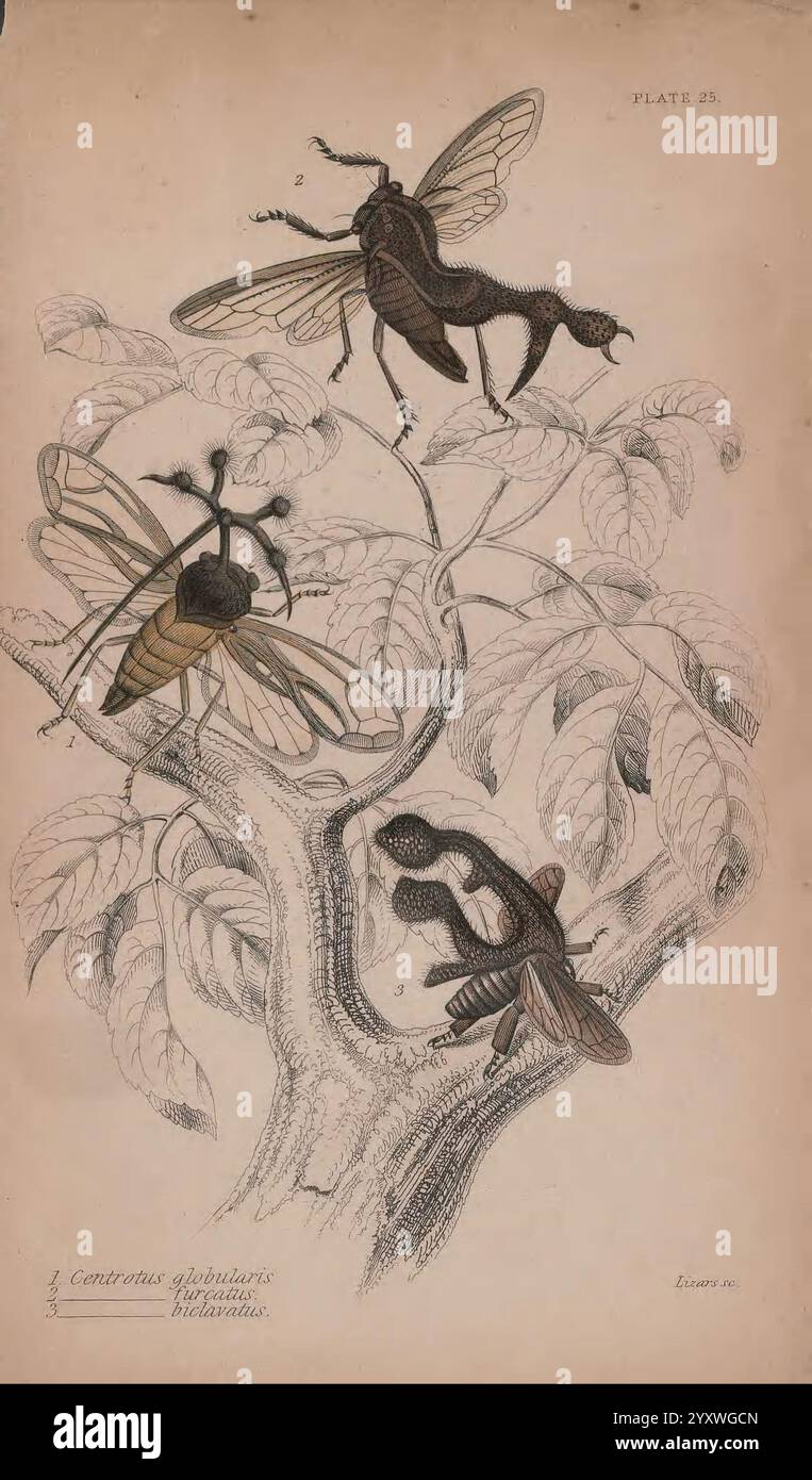 The naturalist's library, Edinburgh, W. H. Lizars, 1833-, entomology ...