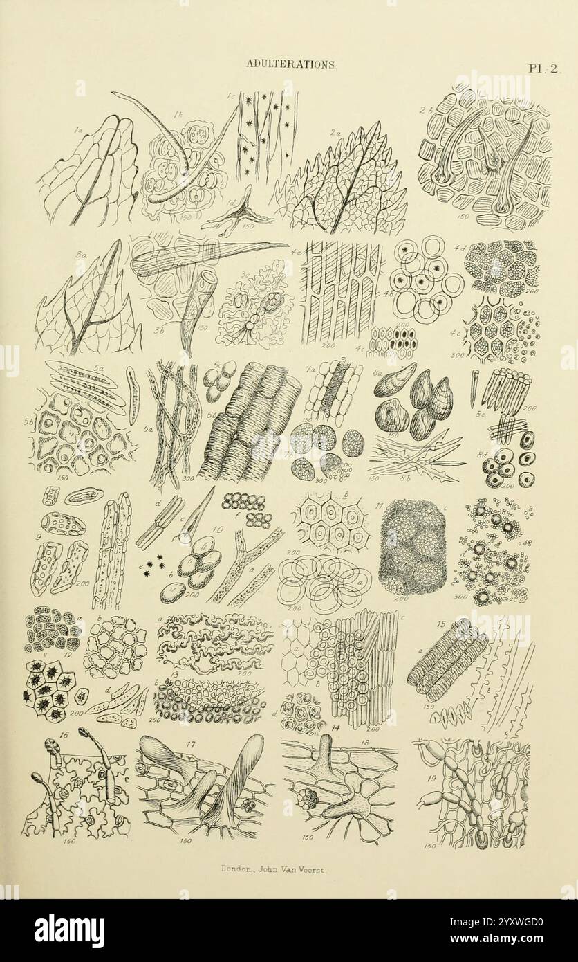 The Micrographic Dictionary, London, J. Van Voorst, 1883, dictionaries ...