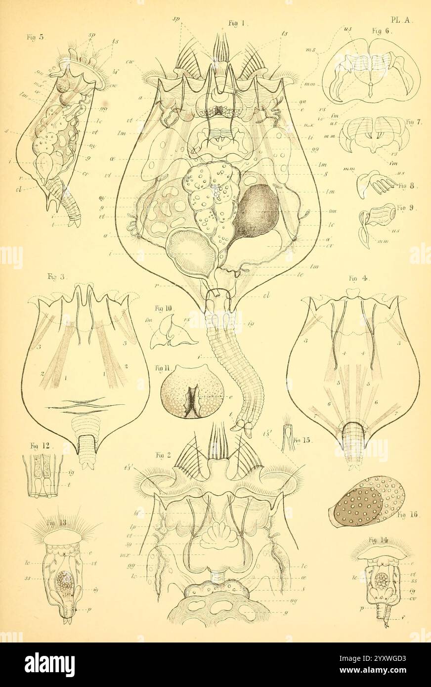 Detailed labeled diagrams hi-res stock photography and images - Alamy