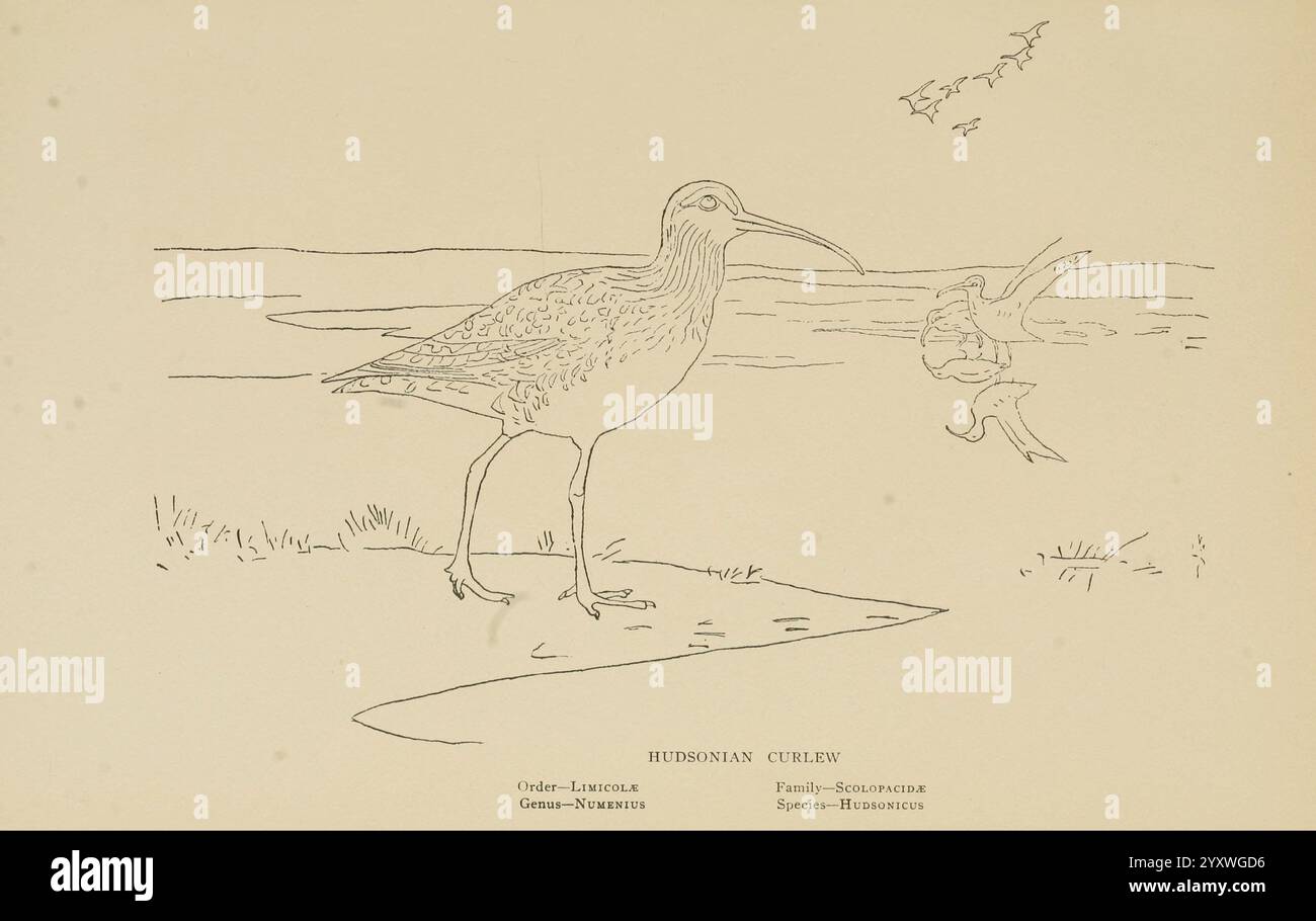 Alaskan, bird-life, as depicted by many writers. New York, National ...