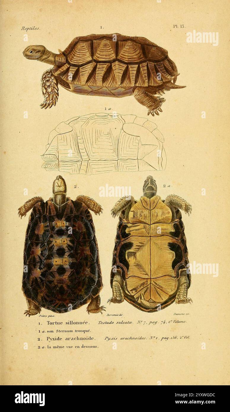 Tortoises sturdy limbs hi-res stock photography and images - Alamy