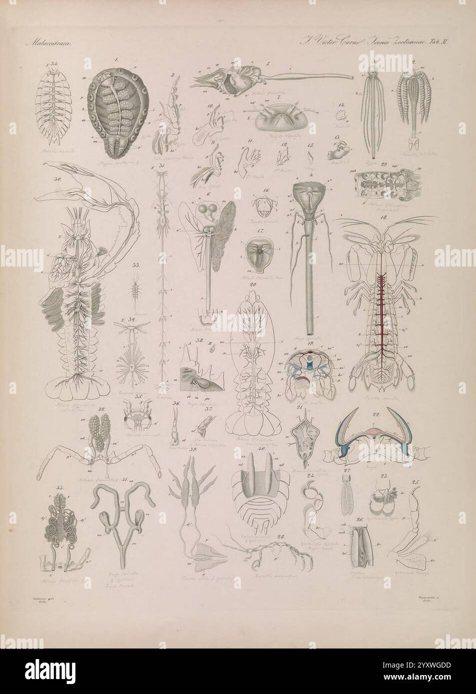 Icones Zootomicae, Leipzig, W. Engelmann, 1857, atlases, anatomy ...