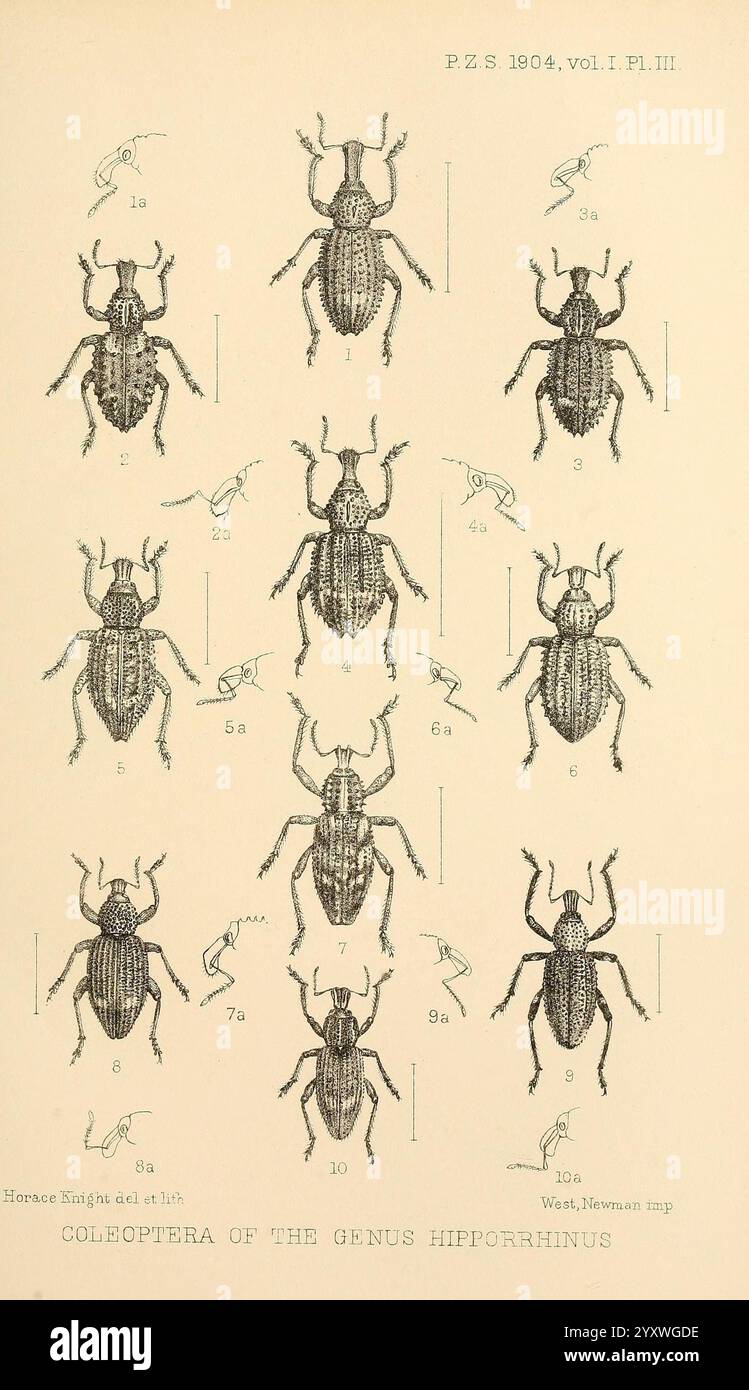 Beetles anatomical traits hi-res stock photography and images - Alamy