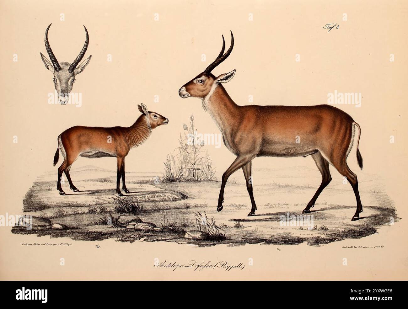 Prominent backward sweeping horns hi-res stock photography and images ...