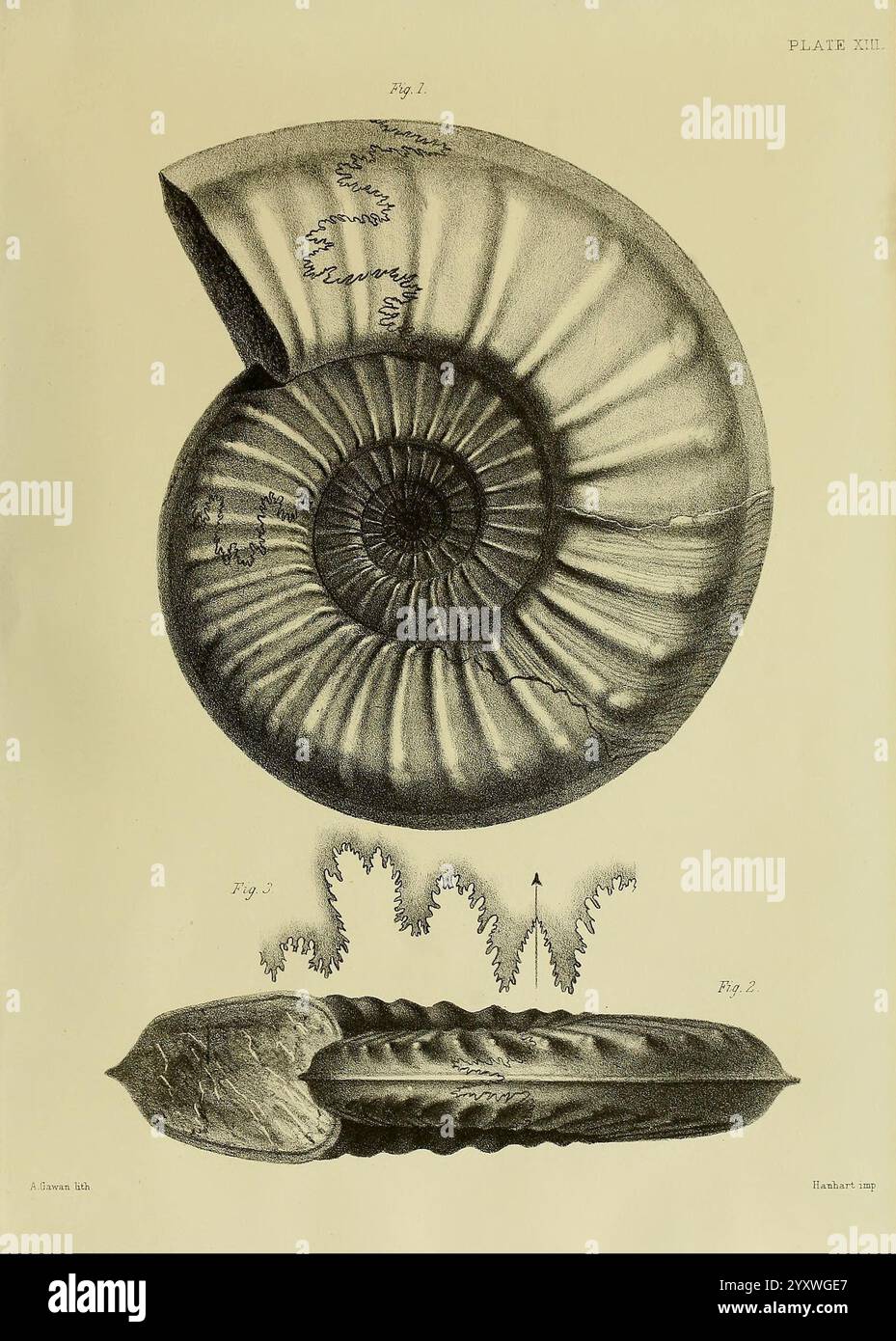 Accompanying diagrams label specific features hi-res stock photography ...