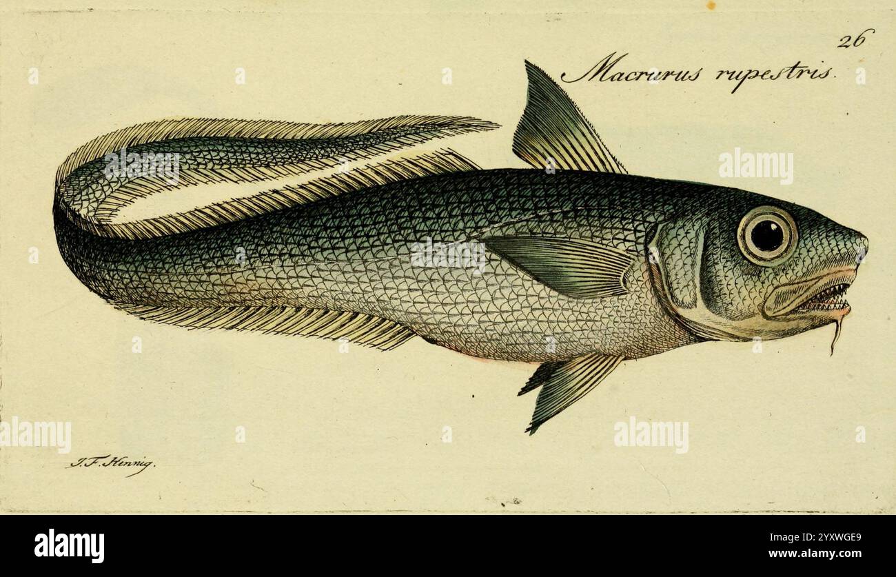 1801 fish ichthyology fishes coryphaenoides rupestris johann fri hi-res ...