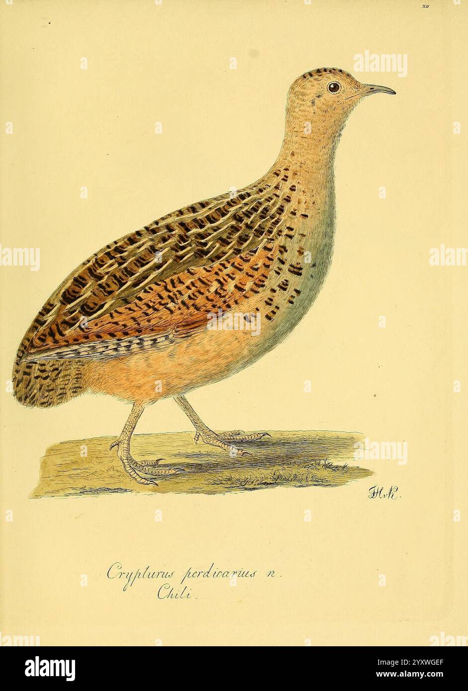 Long legs aiding hi-res stock photography and images - Alamy