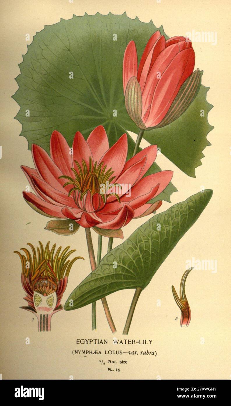 Favourite flowers of garden and greenhouse London and New York ...