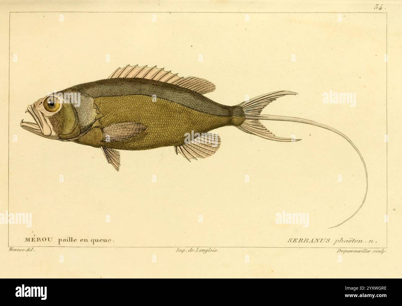 Histoire naturelle des poissons, Paris, Chez F. G. Levrault, 1828-1849 ...