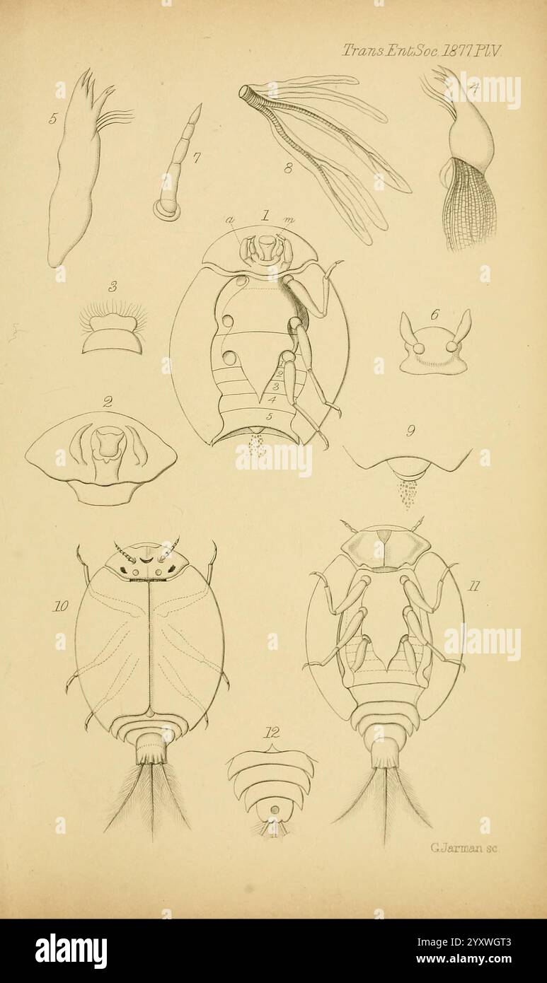 Numbered figures highlight different species hi-res stock photography ...