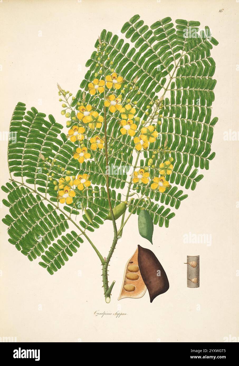 Plants, coast, Coromandel, London, Printed, W, Bulmer, Co, G, Nicol ...