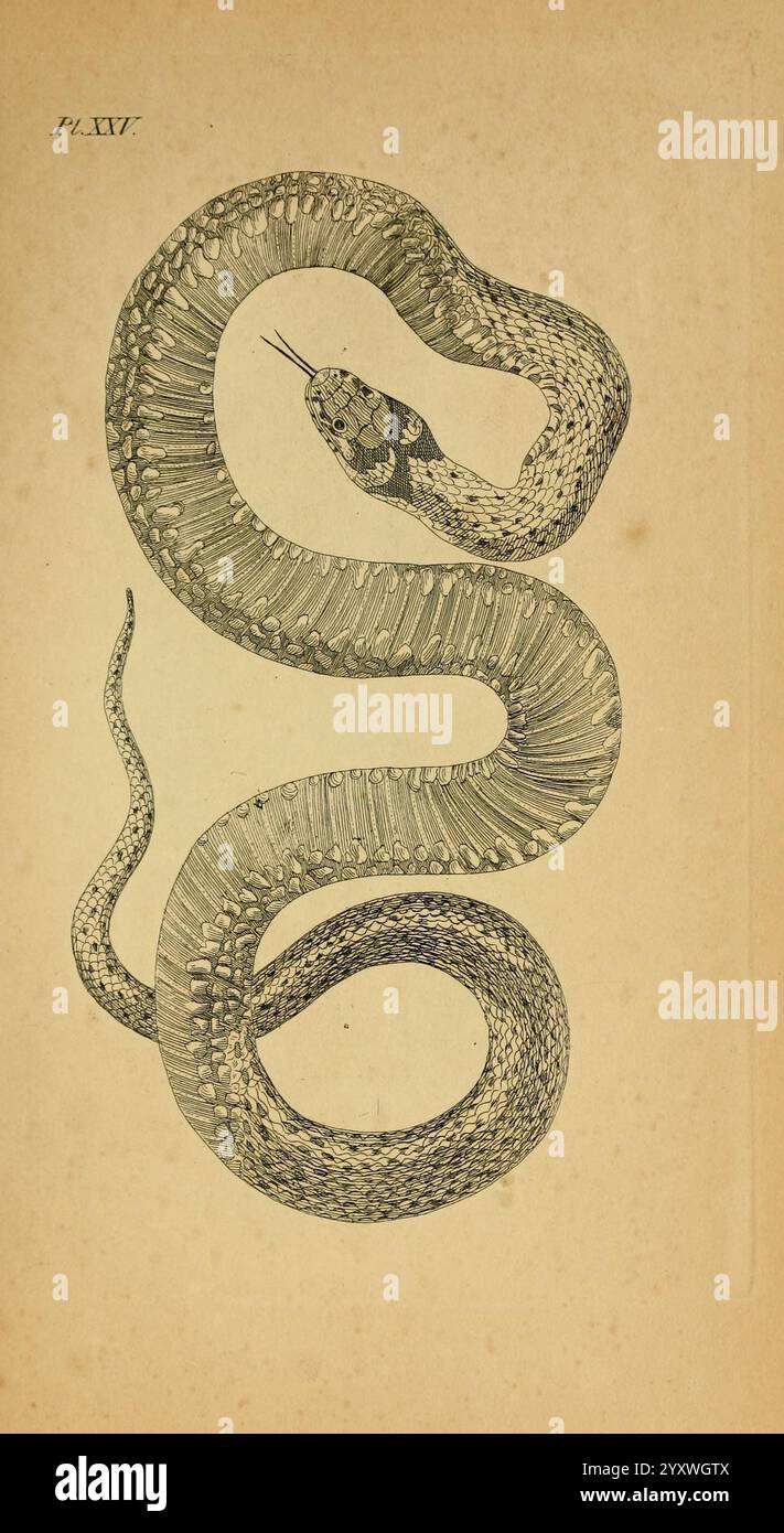 Icones amphibiorum, Hafniae, C. Steen, 1835, amphibians, reptiles ...