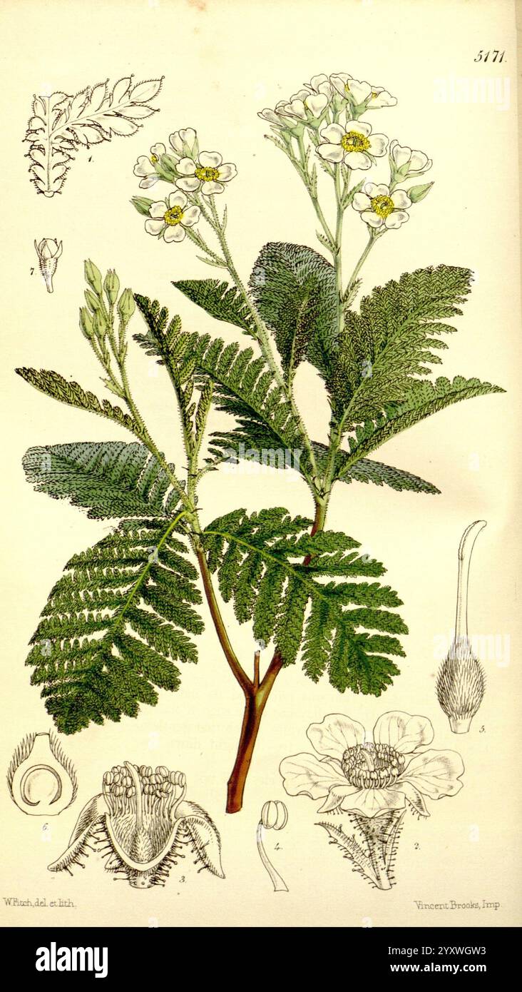 Curtis's Botanical Magazine, London, New York, botany, periodicals ...