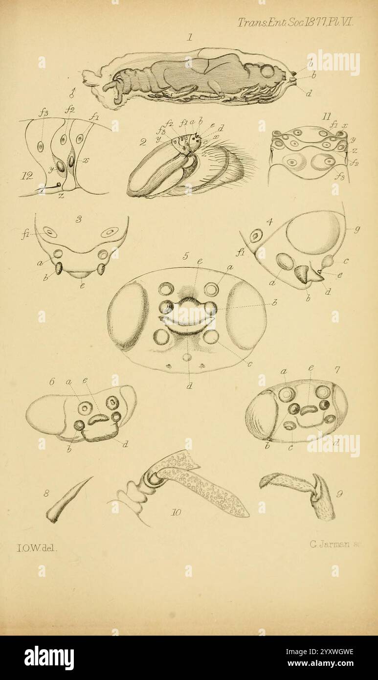 Detailed representations of various stages hi-res stock photography and ...