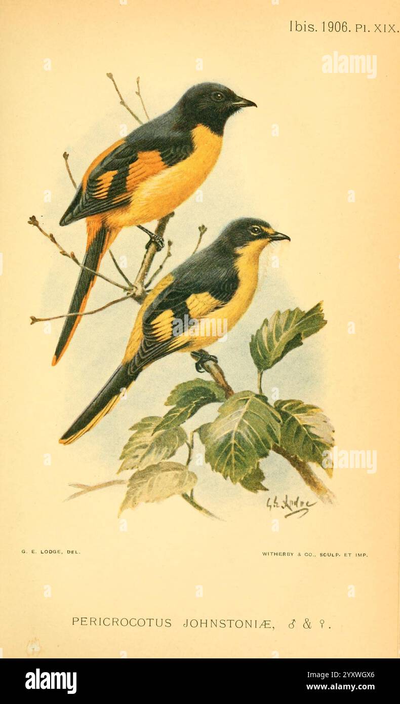 Two avian subjects hi-res stock photography and images - Alamy