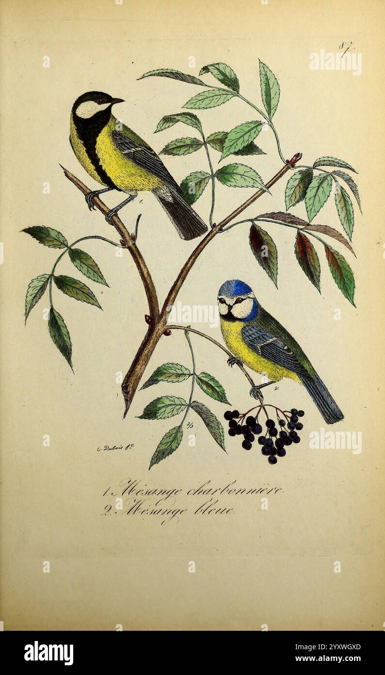 Planches coloriees des oiseaux de la Belgique et de leurs oeufs ...