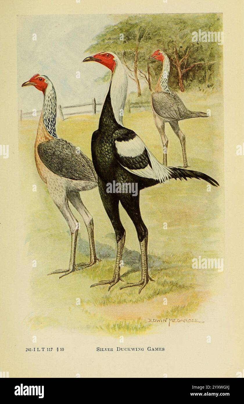 Bold white wing markings hi-res stock photography and images - Alamy