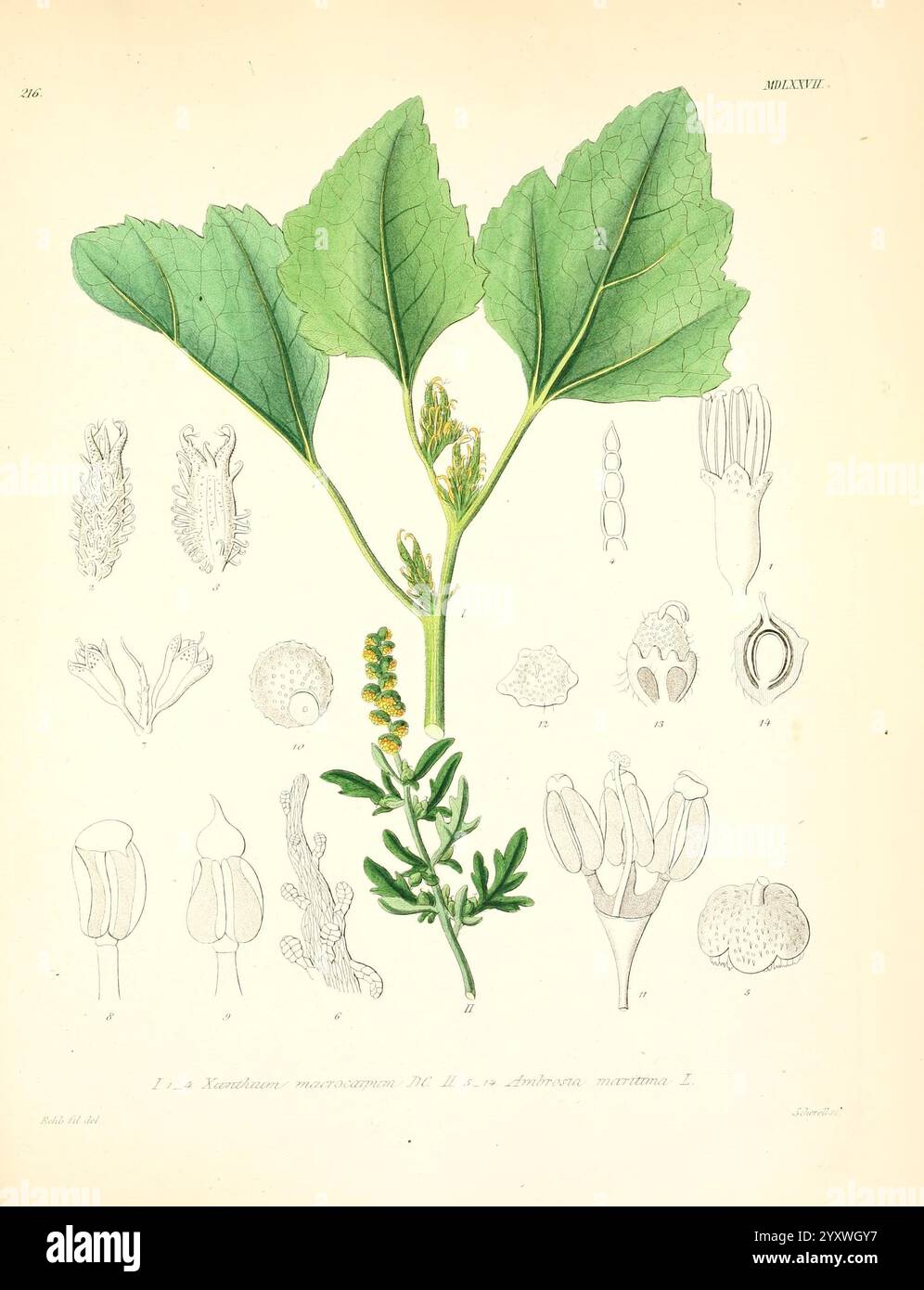 Morphological characteristics typical hi-res stock photography and ...