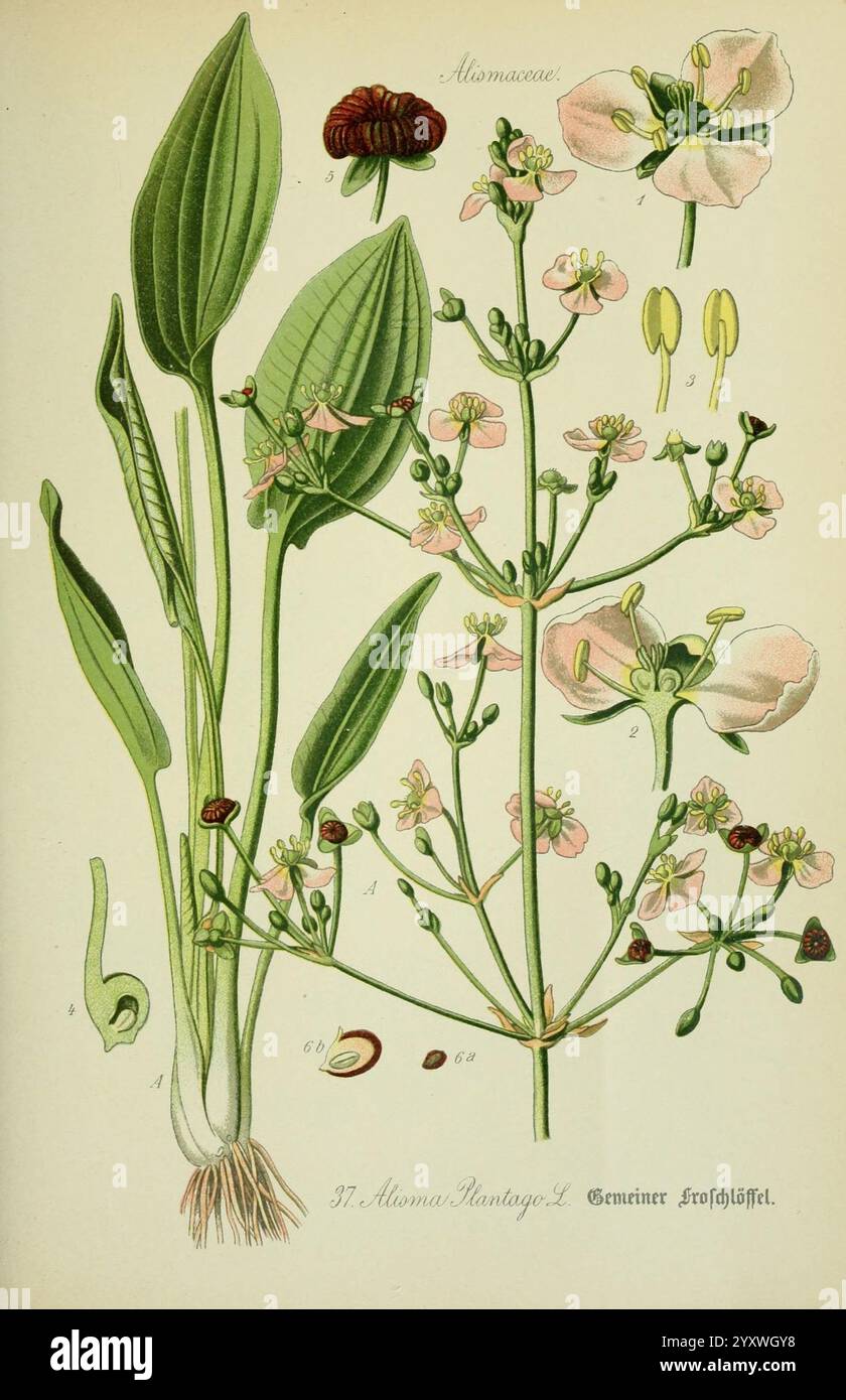 Botanical terminology identify hi-res stock photography and images - Alamy
