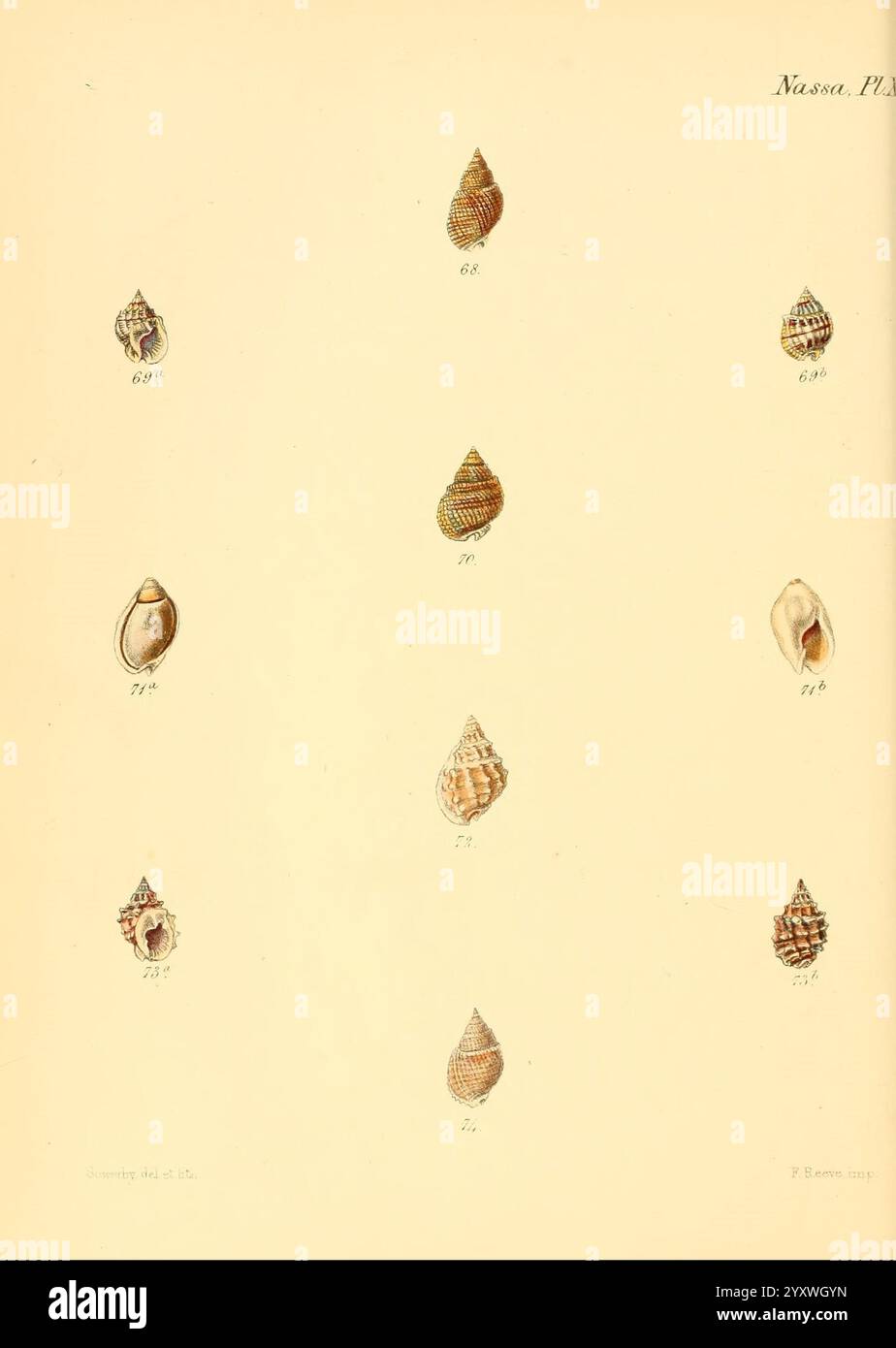 Rounded shapes feature natural markings hi-res stock photography and ...